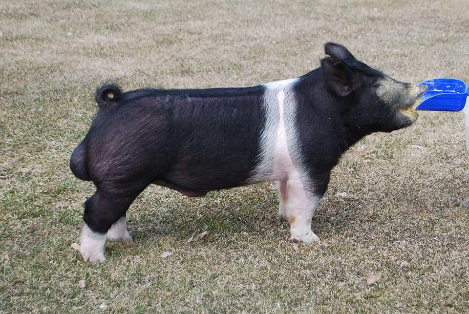 Check out the boars and semen we have to offer!